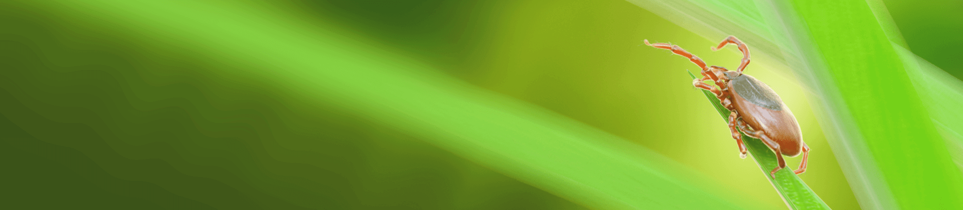 What Is TBE | TicoVac™ (Tick-Borne Encephalitis Vaccine) | Safety Info